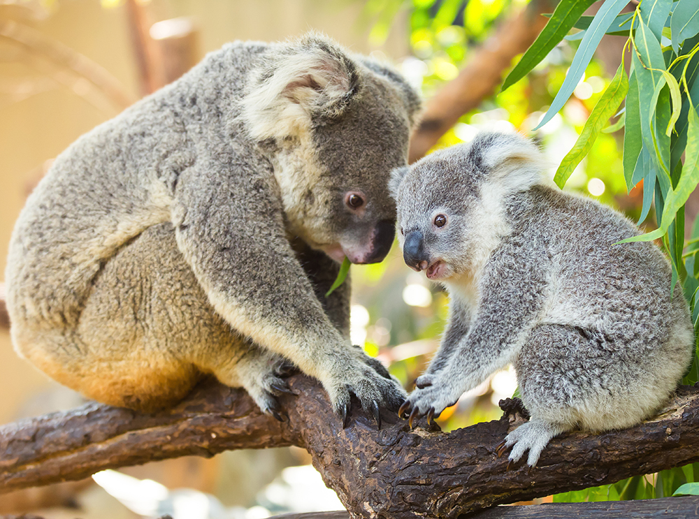 Things to do on Hamilton Island